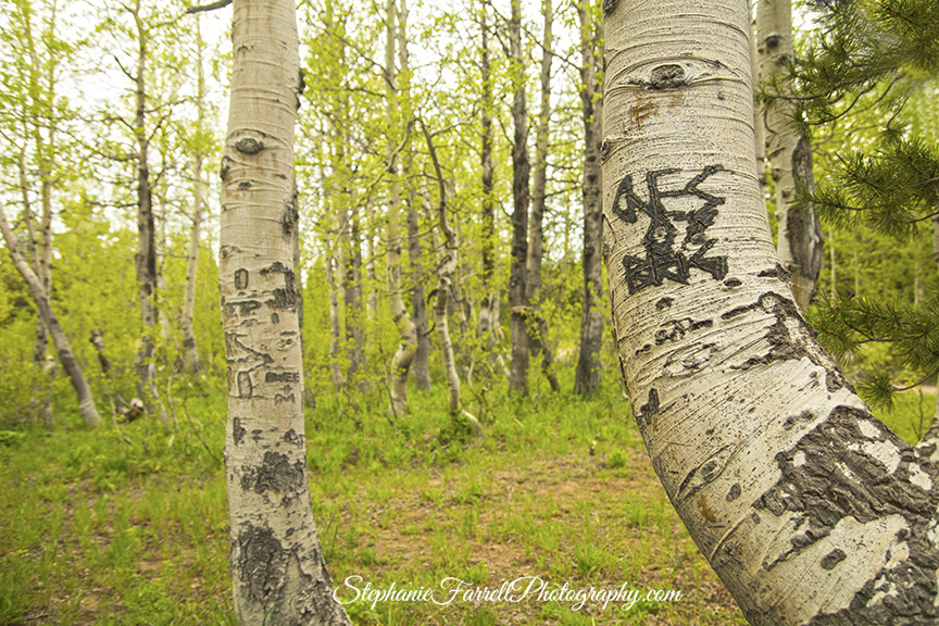 Spring in the High Sierras - Welcome to Stephanie Farrell Focus